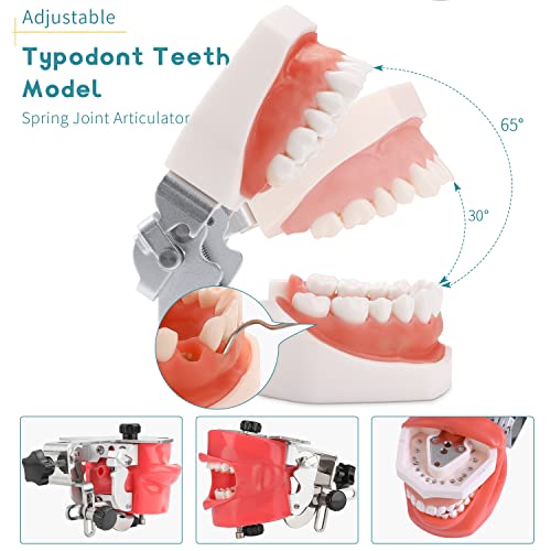 LVCHEN Manikin Simulator Head Lab Training Phantom Head with Typodont Teeth Model Fixed on Desk 1:1 High Emulation 360-Degree Adjustable for Dental Schools Education Practical Demonstration
