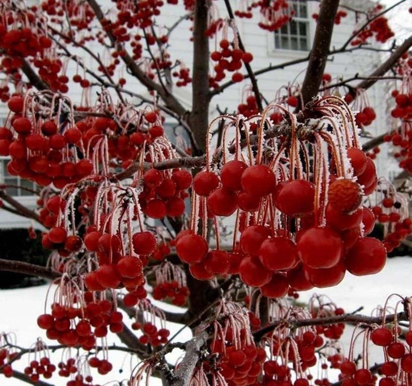 Malus sargentii (Sargent's Crabapple) Tree Seed, Fragrant White Flowers, Small, Dark red, Persistent Fruits, You Choose The Quantity (1 Pack)