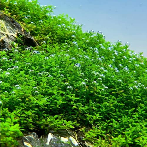 Mainam Dwarf Baby Tears on Driftwood Hemianthus Callitrichoides Freshwater Live Aquarium Plant Decorations 3 Days Guarantee