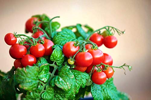 Dwarf Bush Cherry Tomatoes Seeds for Planting About 20 Seeds for Growing Indoors and Outdoors