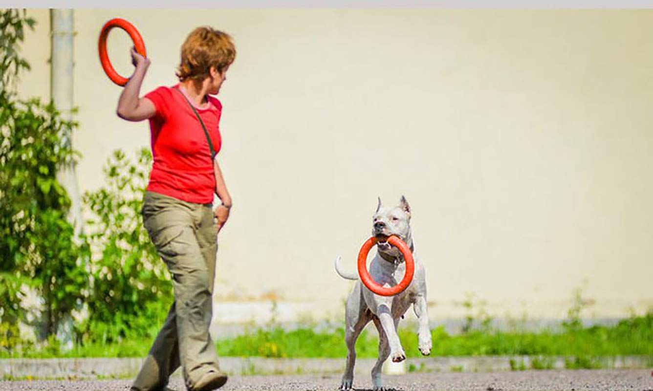 Soft Durable Rubber Tug Ring Dental Chewing Biting Chasing Training Toy for Dogs DT103 Orange 7 inch
