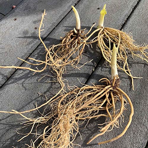 Eden Brothers Hosta Roots (Spring-Planted) - White Feather Non-GMO Bulbs for Planting, 4 Roots | Low-Maintenance Flower Bulbs, Plant During Warm Season, Zones 3, 4, 5, 6, 7, 8, 9