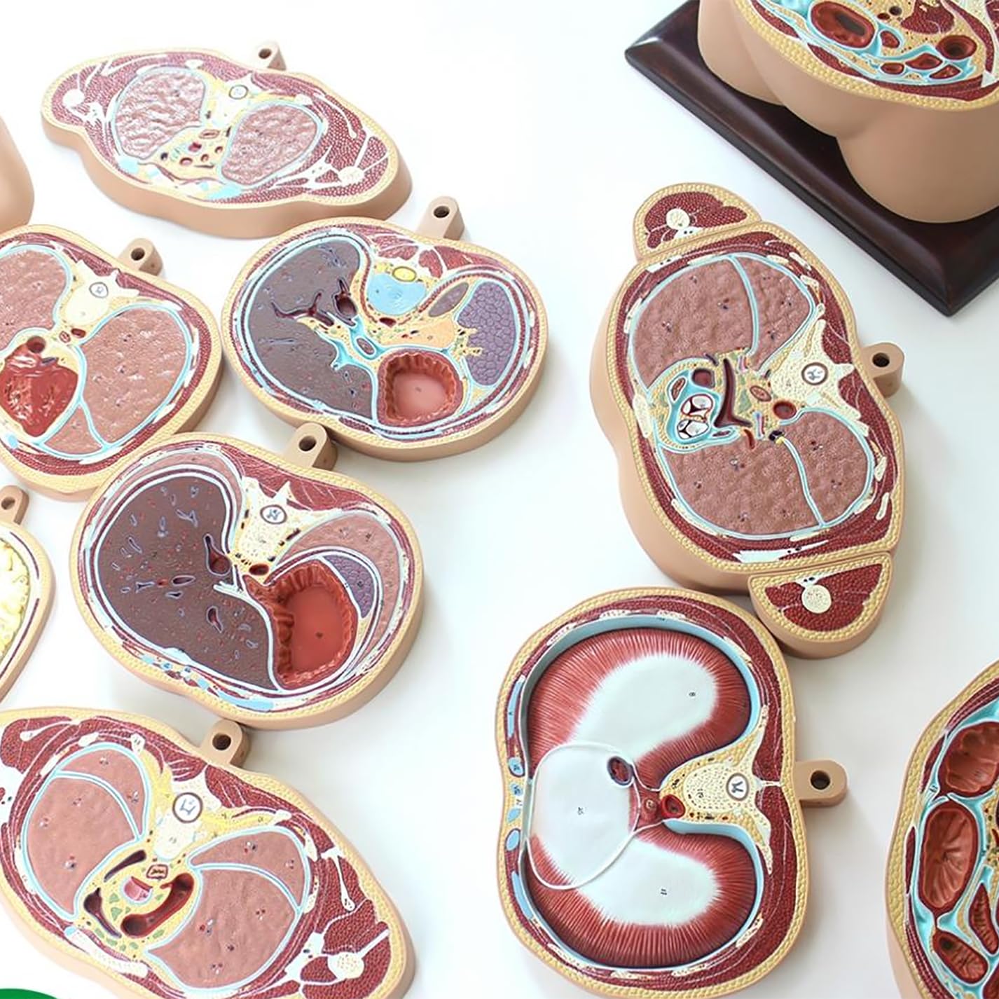 JOSBY Human Torso Cross-Section Model, CT, MRI Imaging Radiology Medical Model, 24pcs Human Body Cross-Section Image Anatomy, Each Layer is Removable, Used for Medical Teaching Display