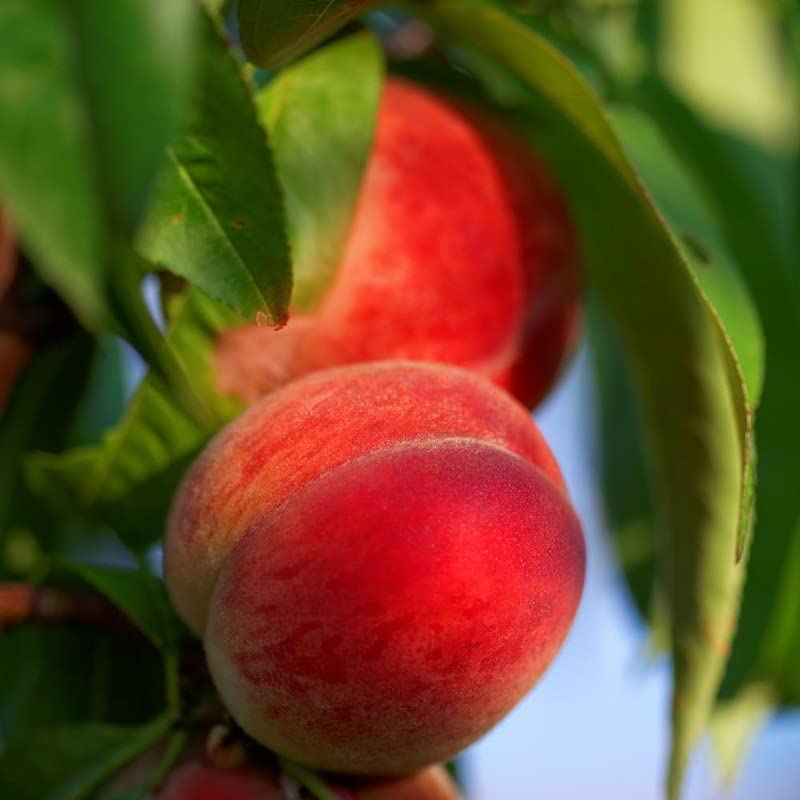 Elberta Peach Tree, 4Ft to 5Ft, Tropical Peach Fruit Plant Live