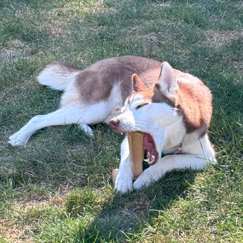 SPOT Bam-Bones Plus T Bone - Bamboo Fiber & Nylon, Durable Long Lasting Dog Chew for Aggressive Chewers – Great Toy for Adult Dogs & Teething Puppies Under 90lbs, Non-Splintering, 7in Chicken Flavor