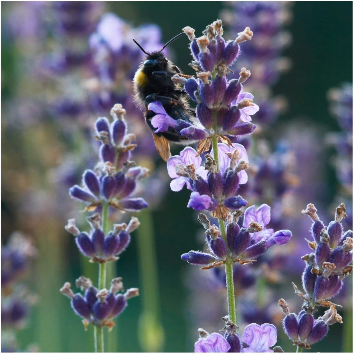 Earthcare Seeds English Lavender 500 Seeds (Lavandula angustifolia) Heirloom - Perennial - Non GMO