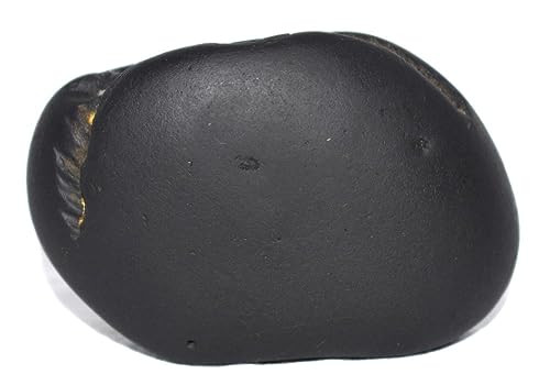 Rudrakshguru Laxmi Narasimha Shaligram - Gandaki River Nepal