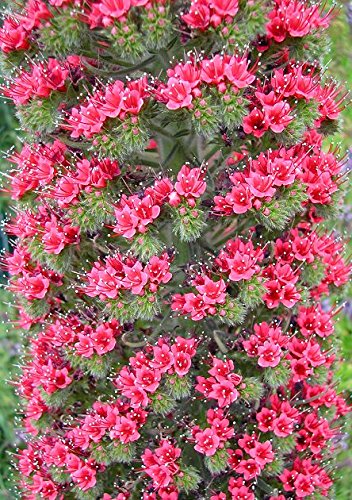 Echium Wildpretii Tower Of Jewels Snake Head Rare Beauty Exotic 10 Seeds