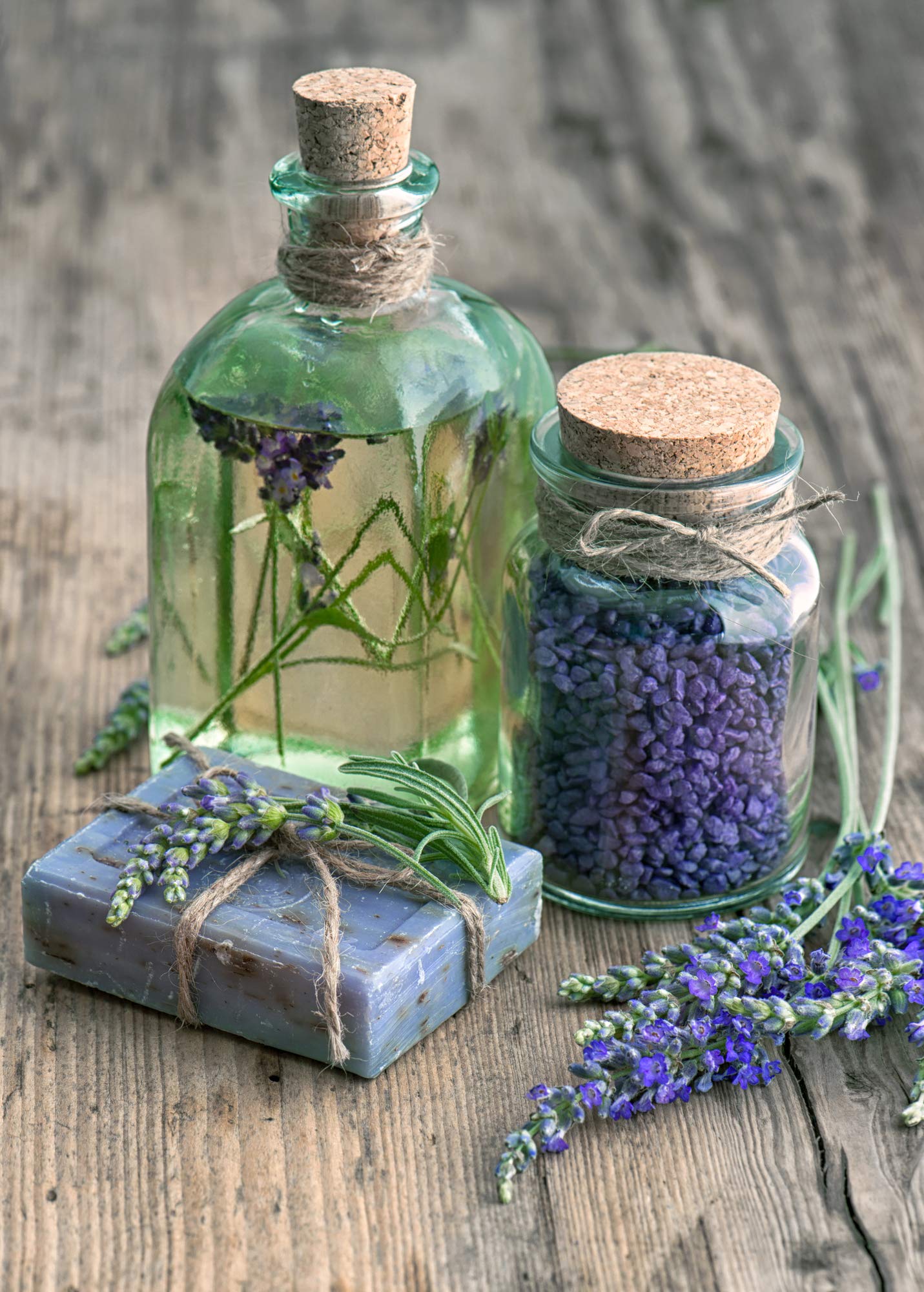 Earthcare Seeds English Lavender 500 Seeds (Lavandula angustifolia) Heirloom - Perennial - Non GMO