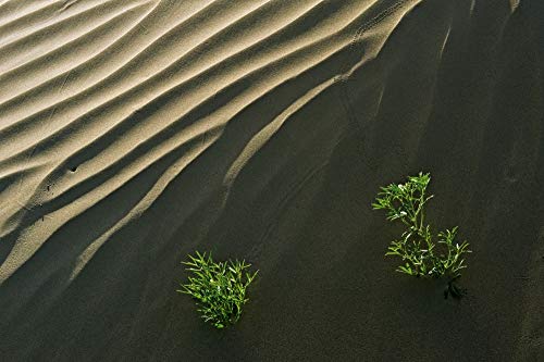 Posterazzi PDDCN11BJY0046 Canada, Saskatchewan, Hills. Sand Dune Ripples and Plants Photo Print, 18 x 24, Multi