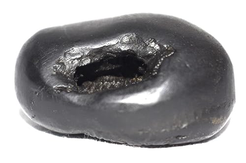 Sesha Shaligram/Shesha Salagram - Nepal