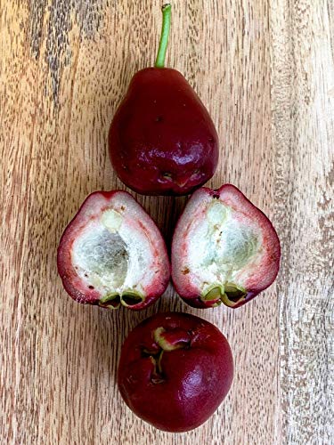 Purple Malay Apple Syzygium malaccense Fruit Tree Starter Potted Plant Very Rare