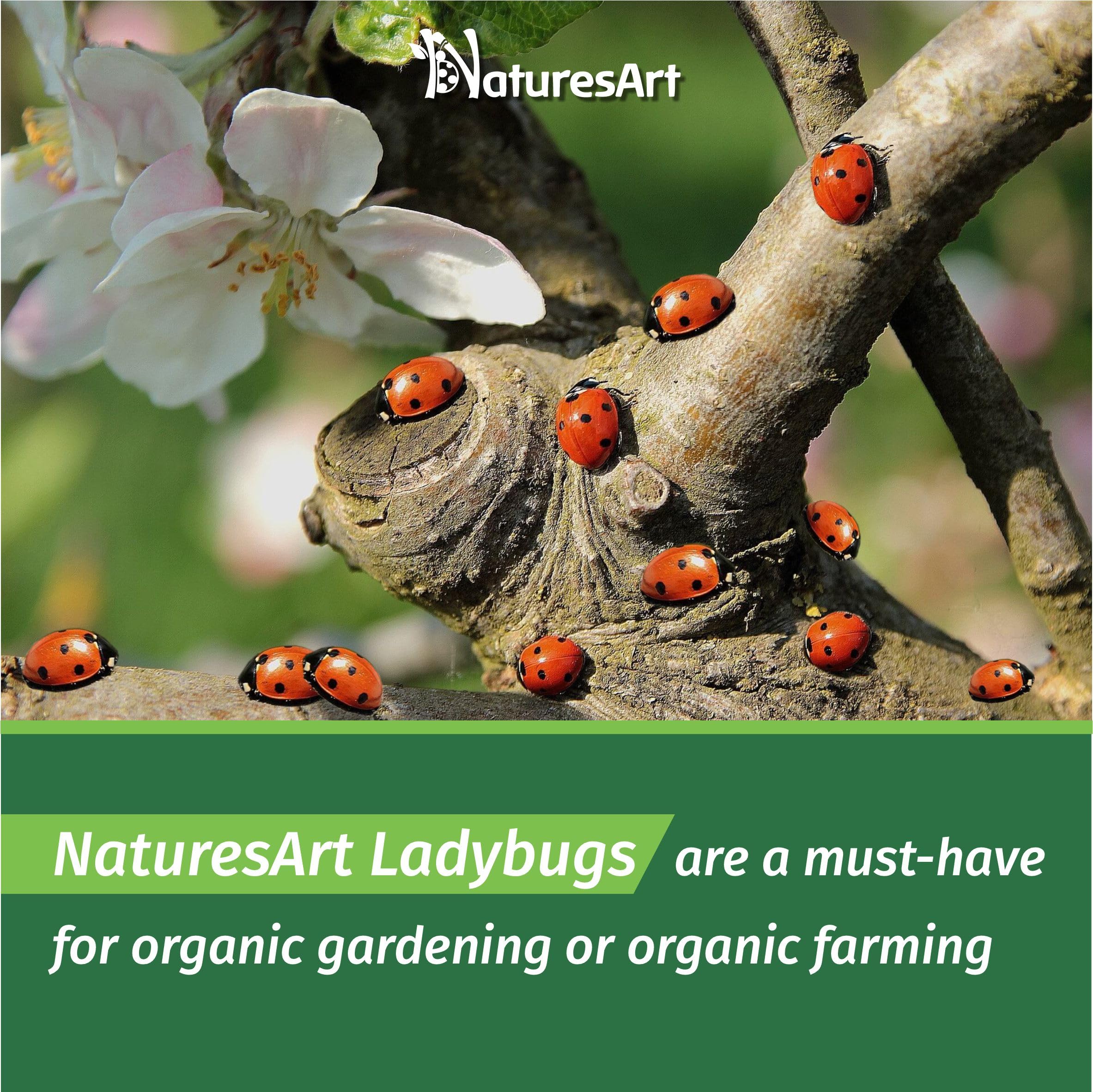 NaturesArt 1500 Live Ladybugs - Good Bugs for Garden - Ladybug - Guaranteed Live Delivery!, orange