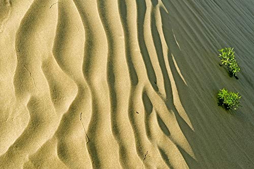 Posterazzi PDDCN11BJY0042 Canada, Saskatchewan, Hills. Sand Dune Ripples and Plants Photo Print, 18 x 24, Multi