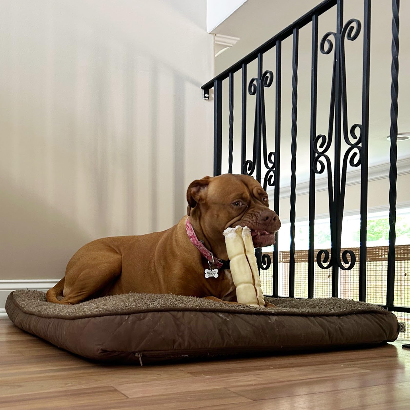 Pawfetto Premium Natural Flavored Beef Cheek Maxi Rolls for Dogs, No Hide Chews Long Lasting Extra Thick Treats Bones, Collagen Rawhide Alternative 11”-12” (Pack of 5)