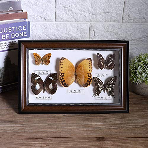 Specimen Craft Frame Real Butterfly Specimen Frame, 5 Real Butterflies Specimen Frame for Decor Ornament and Educational Demonstration Prop Gift Birthday, Butterfly Specimen Collection (Black frame)