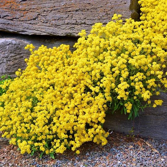 Generic 5000+ Mix Creeping Thyme Seeds Ground Cover for Planting - 4 Thymus Serpyllum Heirloom Blue, Purple, White, Red, Green, Yellow Beautiful Perennial Flower
