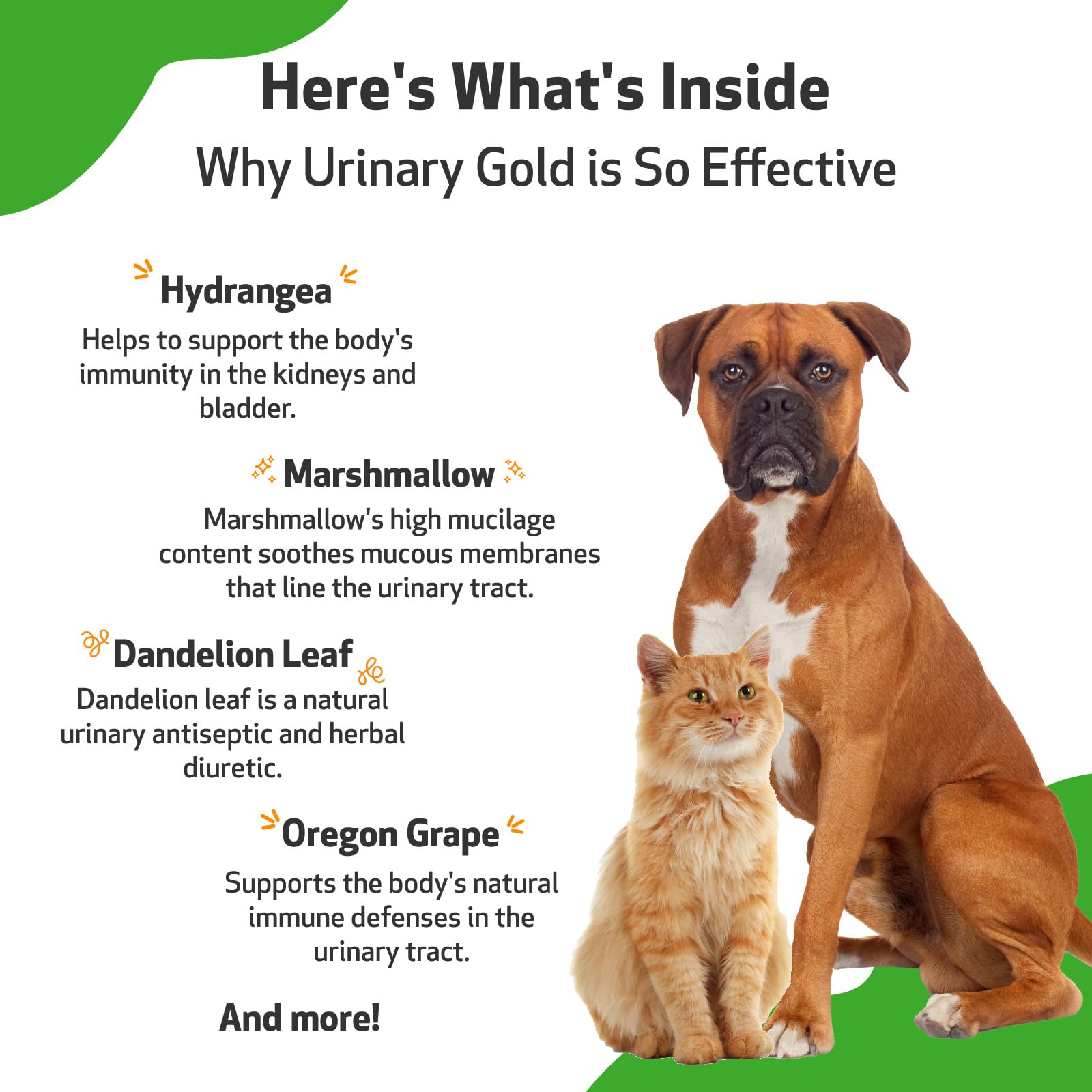 Pet Wellbeing Urinary Gold for Dogs & Cats - Vet-Formulated - Urinary Tract Health, Supports Normal Urinary pH - Natural Herbal Supplement 4 oz (118 ml)