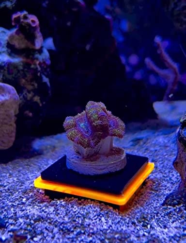 PNW Custom Pink Frag Pop Stand w/Frag Lock | Acrylic 1 Hole Frag Rack Plugs Reef Fragging Coral Holder for Aquarium (Single), Black