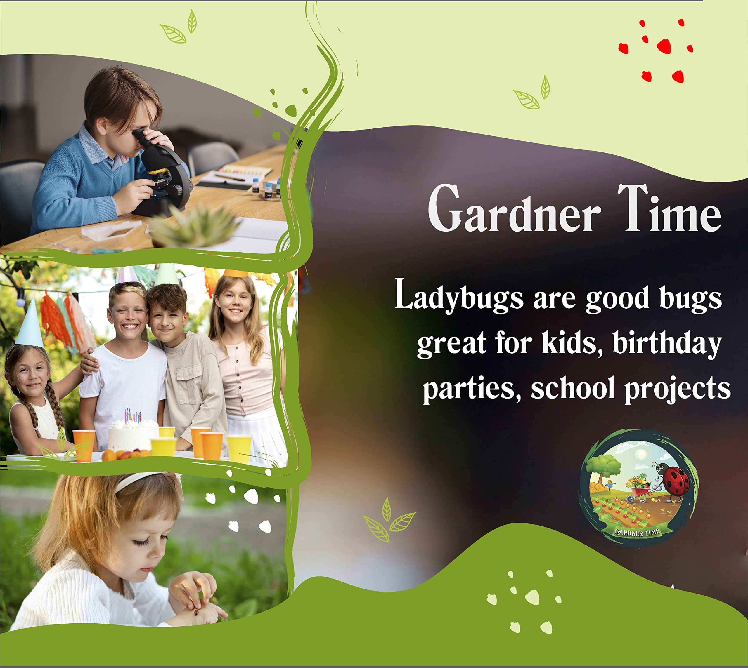 Gardner Time Live Ladybugs - Good Bugs for Garden - Pre-Fed Hippodamia Convergens - Ladybugs - Guaranteed Live Delivery - Ladybugs Live (150)