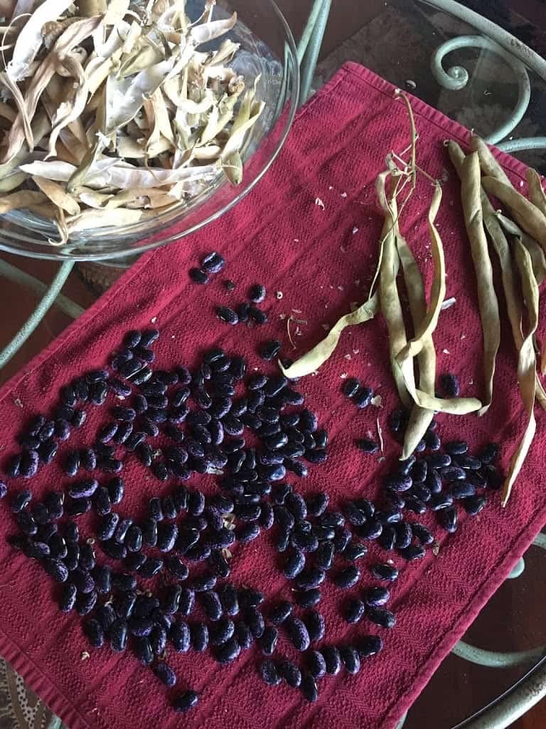 Gaea's Blessing Seeds - Scarlet Runner Bean Seeds - Non-GMO Seeds for Planting with Easy to Follow Instructions 94% Germination Rate