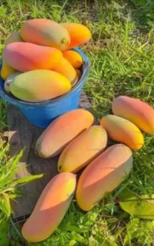 Mango Fruit Tree Seeds for Planting, Sweet Flavor