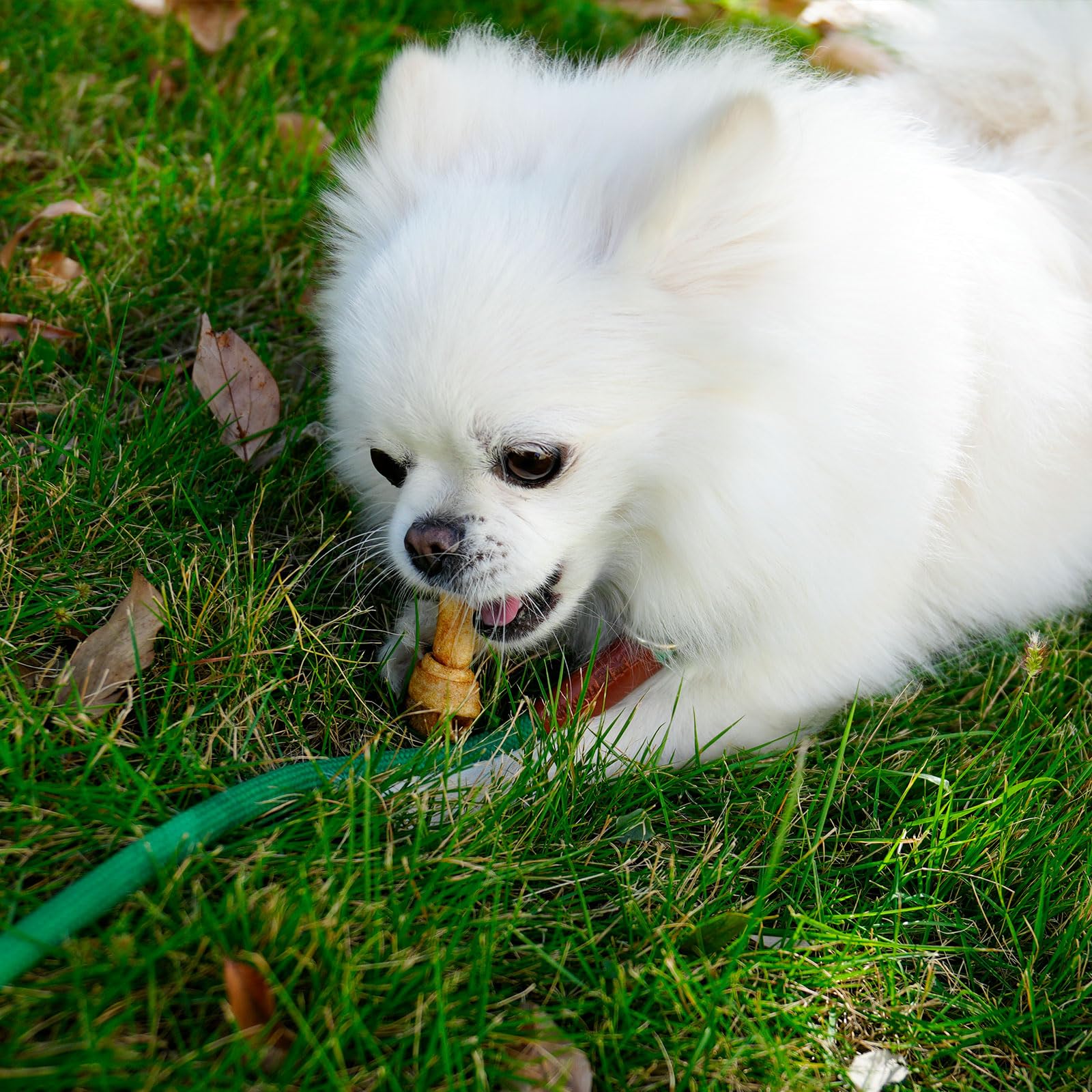 MON2SUN Dog Rawhide Knot Bones Small Rawhide Bones Mini Dog Chews Chicken Flavour 2.5 Inch 100 Count for Puppy and Small Dogs