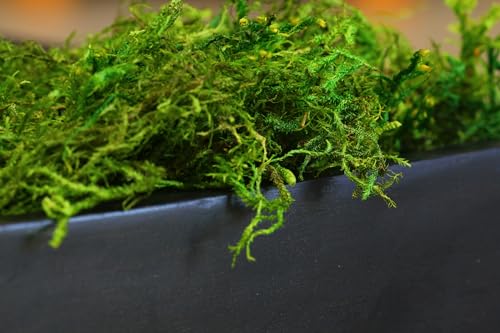 SuperMoss (25320) Forest Moss Preserved, Fresh Green, 2oz