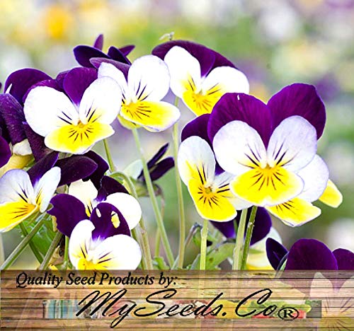MySeeds.Co Big Pack - Johnny Jump Up Flower Seeds (20,000 Seeds) - Viola cornuta 'Helen Mount' - Edible Flower Seeds (Big Pack - Johnny Jump Up)