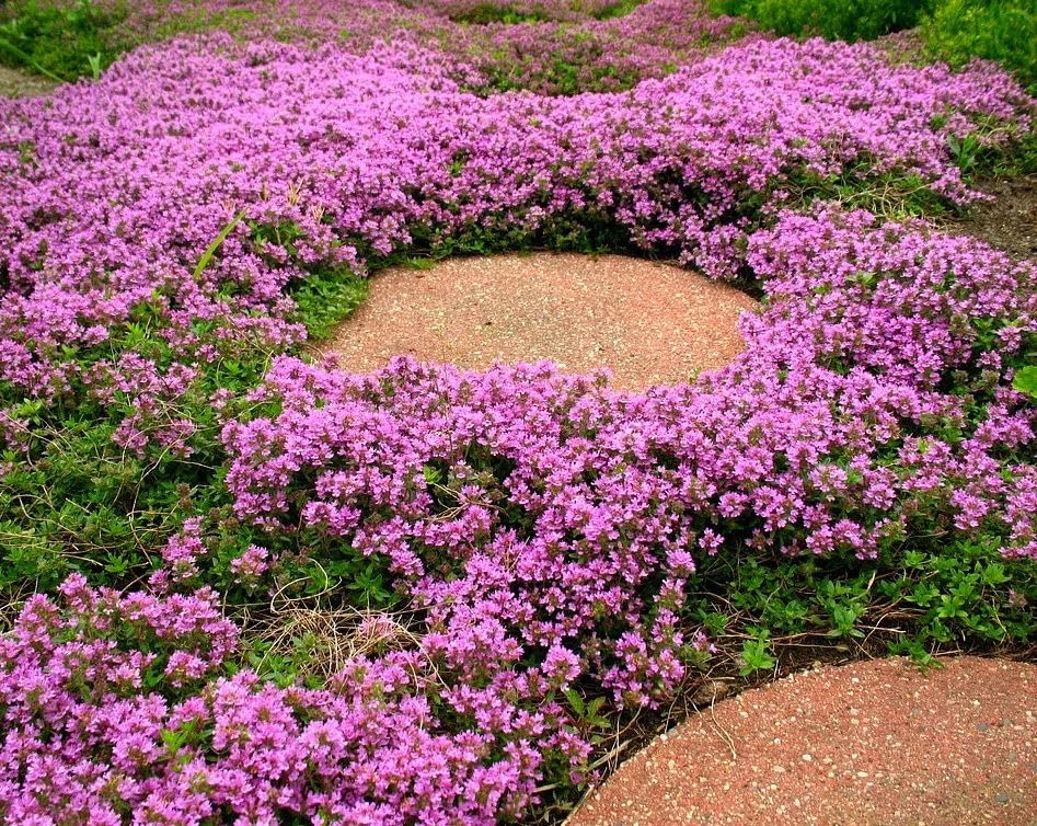 Generic 20000+ Purple Creeping Thyme Seeds for Planting - Heirloom & Open Pollinated - Wild Ground Cover Plants Perennial Non-GMO Thymus Serpyllum Flowers Seed