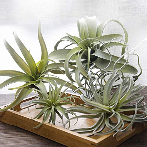 Facibom 4Pack Artificial Pineapple Grass Air Plants Fake Flowers Faux Flocking Tillandsia Bromeliads Home Garden Decor