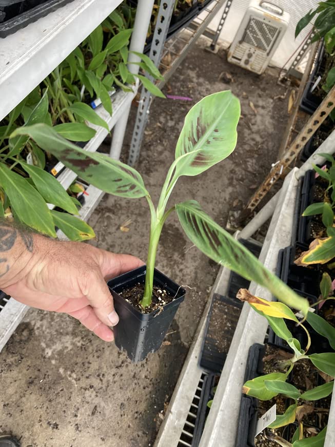 Dwarf Red Banana - Edible Red Banana - Sumatrana βXβ Cross Banana