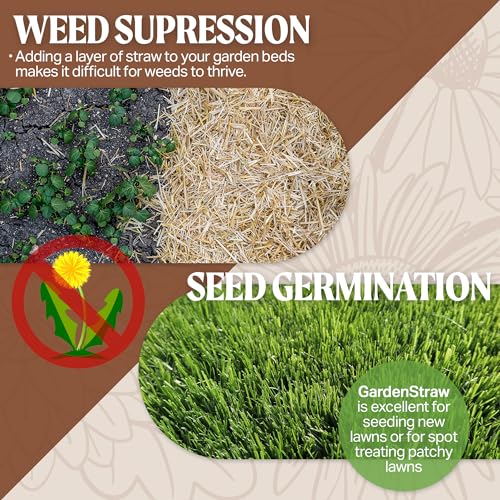 HealthiStraw GardenStraw, 3 cu ft, All-Natural Mulch for Vibrant Gardens, Vegetables Lawn Seeding - Water-Conserving, Weed-Suppressing Wheat Straw - Sustainably Sourced, Thoroughly Cleaned