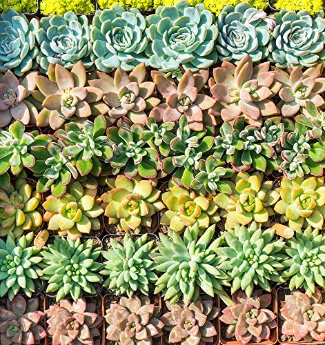 Live Succulent Plants (5 Pack), 2" Live Succulents Fully Rooted in Grower Pots, Succulent Plants Live, by The Succulent Cult