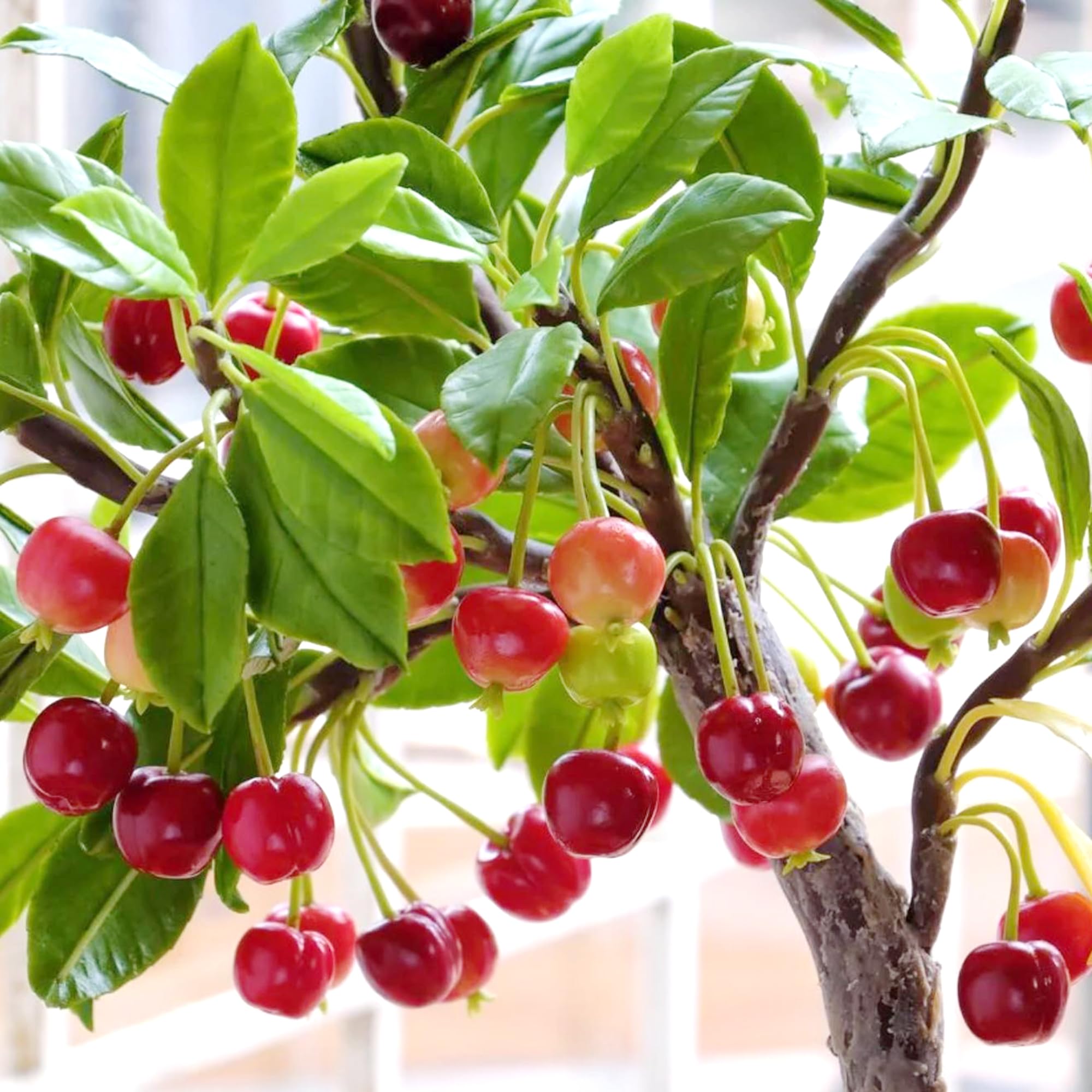 Dwarf Cherry Tree Seeds Fragrant Flowers Attract Pollinators Ideal for Home Gardens, Smaller Spaces Juicy Cherry Fruit Perfect for Snacking 10Pcs by YEGAOL Garden
