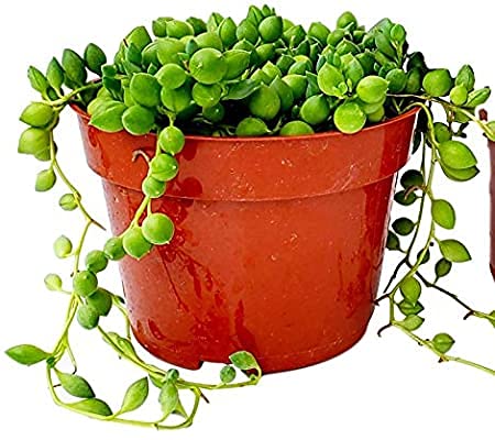 Live Succulent (4" String of Pearls), Succulents Plants Live, Succulent Plants Fully Rooted, Rare House Plant for Home Office Decoration, DIY Projects, Party Favor Gift by Fatplants