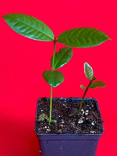 Purple Malay Apple Syzygium malaccense Fruit Tree Starter Potted Plant Very Rare