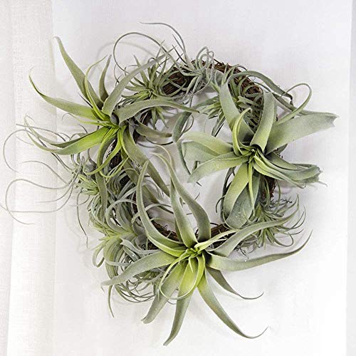 Facibom 4Pack Artificial Pineapple Grass Air Plants Fake Flowers Faux Flocking Tillandsia Bromeliads Home Garden Decor