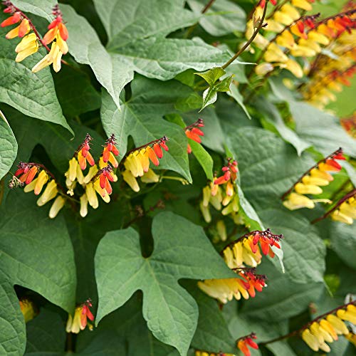 Outsidepride Mina Lobata Firecracker Flowering Vine Climbing, Trailing, Vining Plants - 100 Seeds
