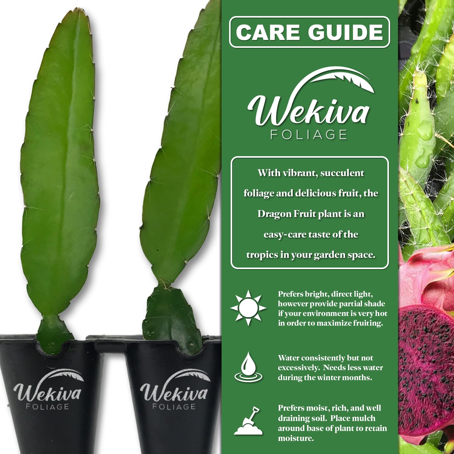 Edgar's Baby Dragon Fruit Tree - 4 Live Starter Plants - Hylocereous Undatus - Edible Tropical Fruit Plant from Florida