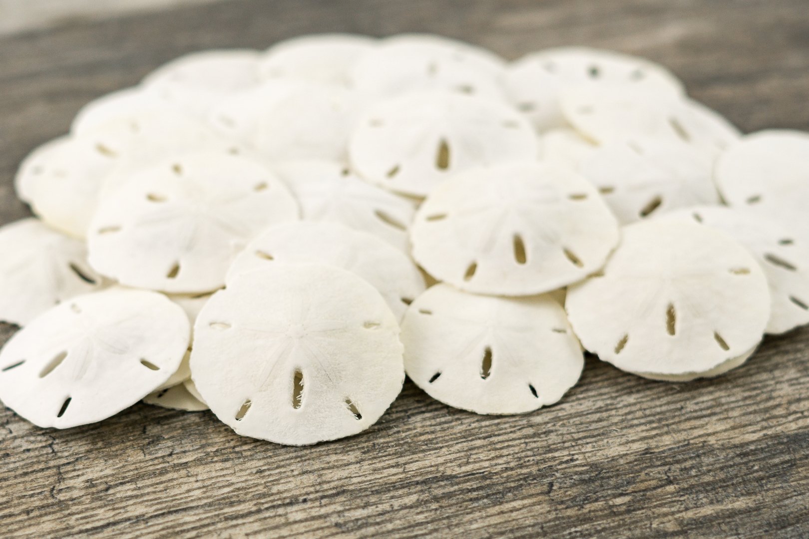 Sand Dollar | Real Sand Dollars 1 1/2" to 2" (Set of 30) | Seashell Wedding | Sand Dollars for Crafts | Plus Free Nautical eBook by Joseph Rains