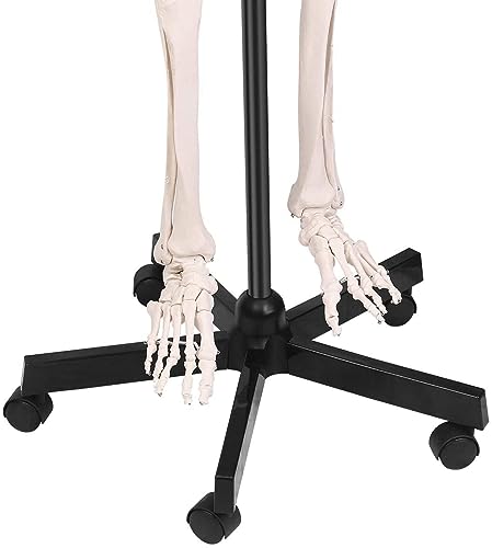 RONTEN Human Skeleton Model for Medical Study, 70.8" Life Size Medical Anatomical Skeleton, Including Adjustable Rolling Stand + Cover + Poster