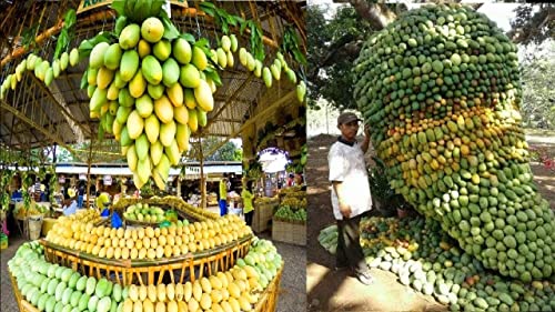 Mango Fruit Tree Seeds for Planting, Sweet Flavor