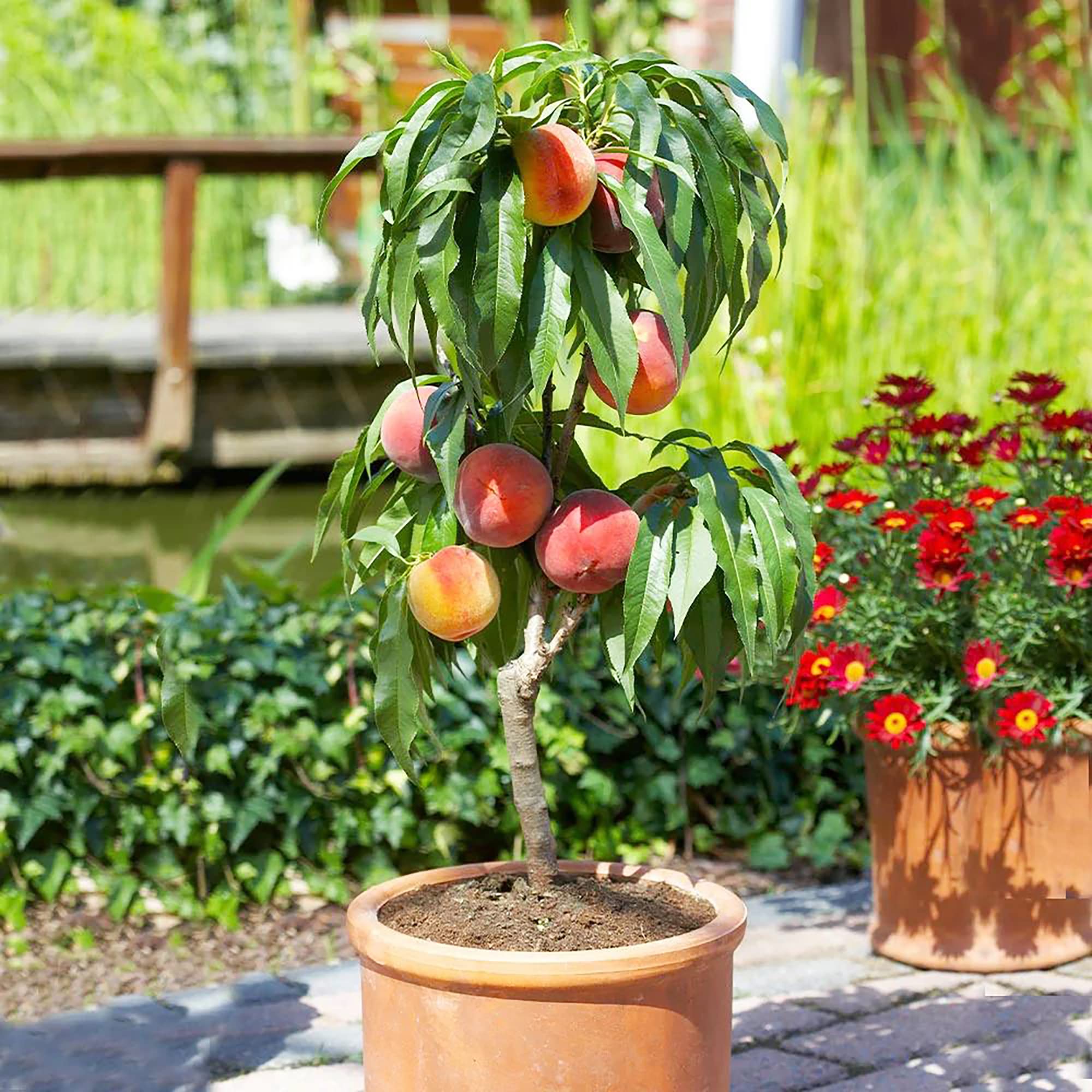 Dwarf Peach Tree Seeds GMO Free Organic Compact Size Popular Choices for Small Gardens, Patios, Balconies, and Even Indoor Cultivation Easier Maintenance 10Pcs Fruit Seeds by YEGAOL Garden