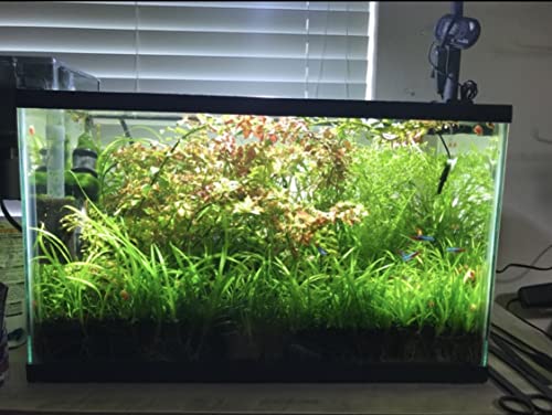 Marcus Fish Tanks - 10x Dwarf Sagittaria Subulata Live Aquarium Plant Dwarf Sag Freshwater Aquatic Carpeting Plant BUY2GET1FREE