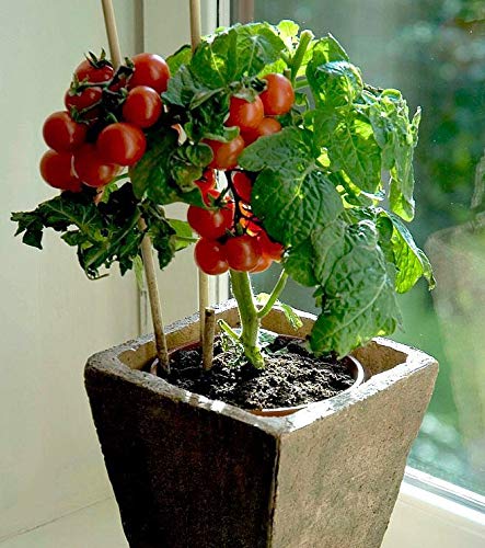 Dwarf Bush Cherry Tomatoes Seeds for Planting About 20 Seeds for Growing Indoors and Outdoors