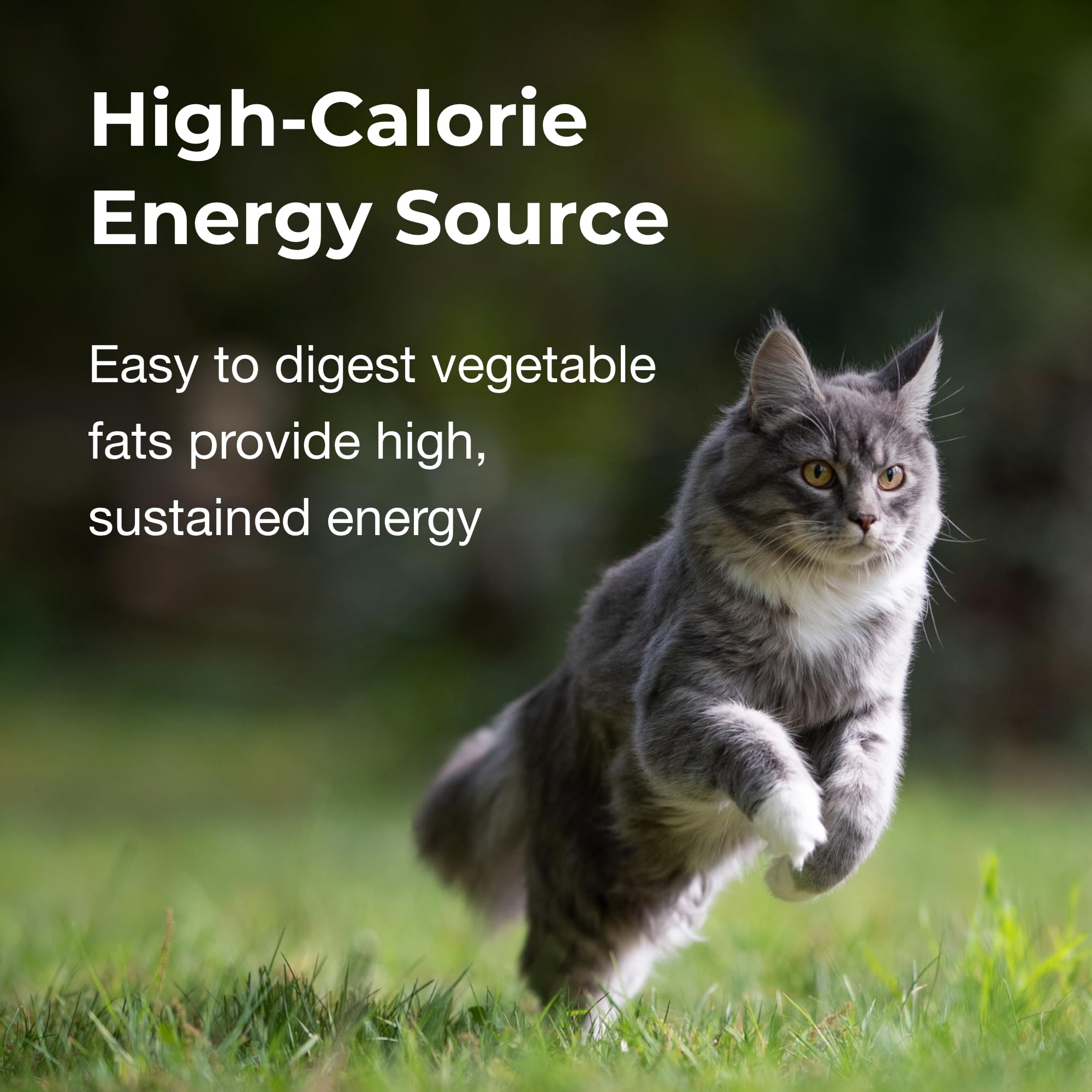 Pet-Ag High Calorie Gel Supplement for Cats - 3.5 oz - Chicken Flavor - Provides Extra Calories for Cats 8 Weeks and Older - Easy to Digest
