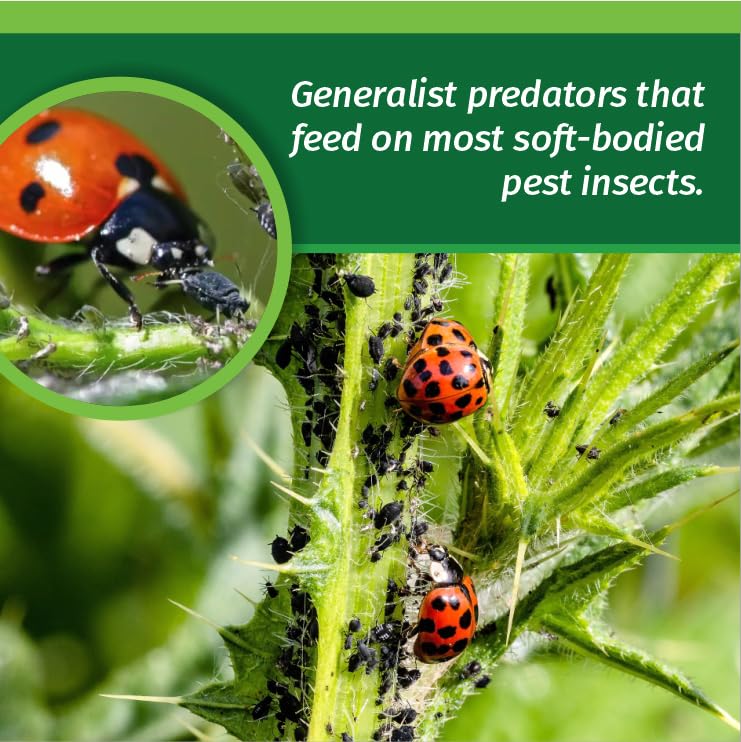 NaturesArt 1500 Live Ladybugs - Good Bugs for Garden - Ladybug Guaranteed Live Delivery* - Plastic Box, Container, Case.