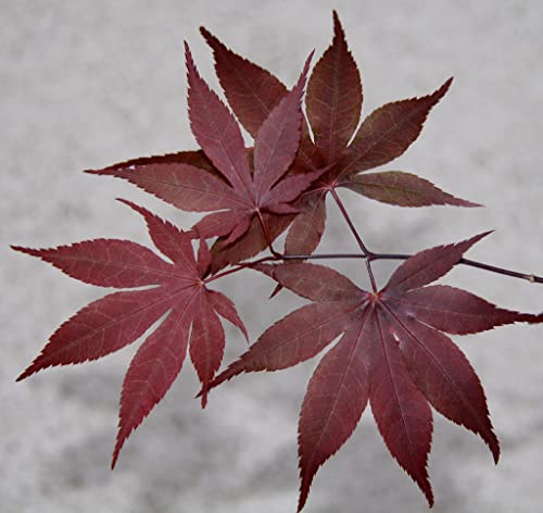 Japanese Bloodgood Maple - 1 Gallon Established Roots - Acer Palmatum, Fast Growing Trees, Easy Care, Bonsai, Shade Garden, Zen Garden