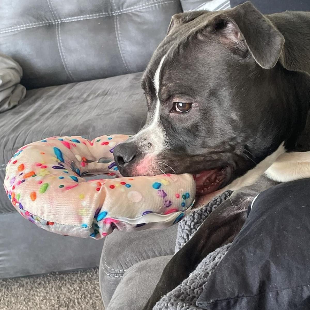 Doggijuana Bundle - Interactive Dog Toy with Juananip Refill - Includes Refillable Plush Catnip Dog Toy & Organic Catnip Refill for Natural Calming - Engaging and Relaxing Pet Play (Pizza/Donut)